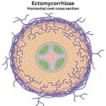 Mycorrhiza: Structure, Types, And Role In Plant Growth