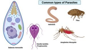Parasitology: An Overview Of Parasites, Diseases, And Host Interactions