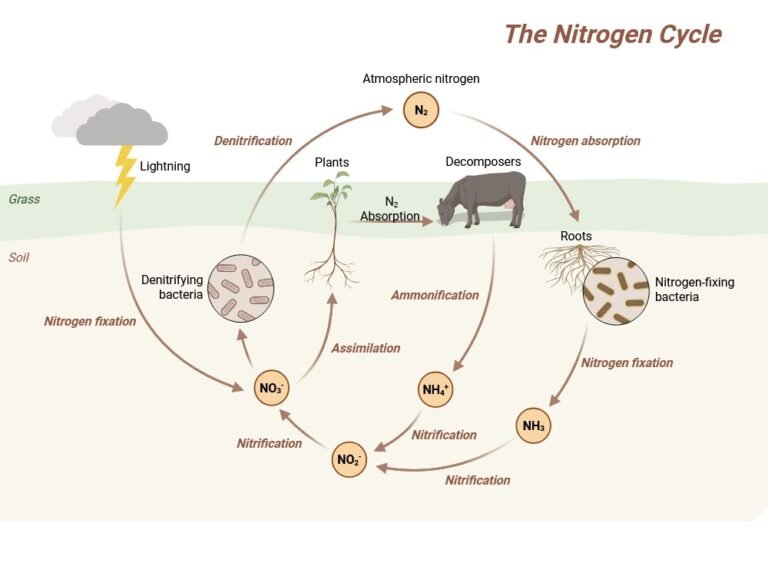Nitrogen Fixation And Its Importance In The Ecosystem
