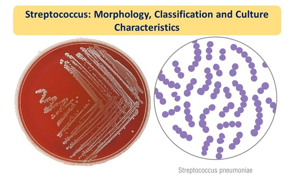 Bacteriology Notes | Learn Microbiology